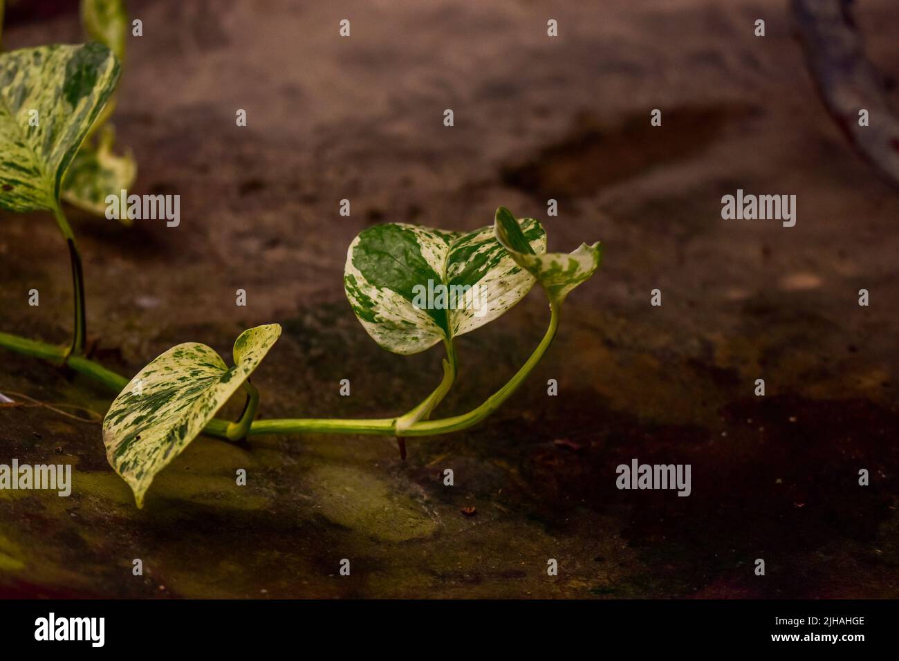 The colorful leaves of Marble Queen (Epipremnum Aureum) grown on the ...