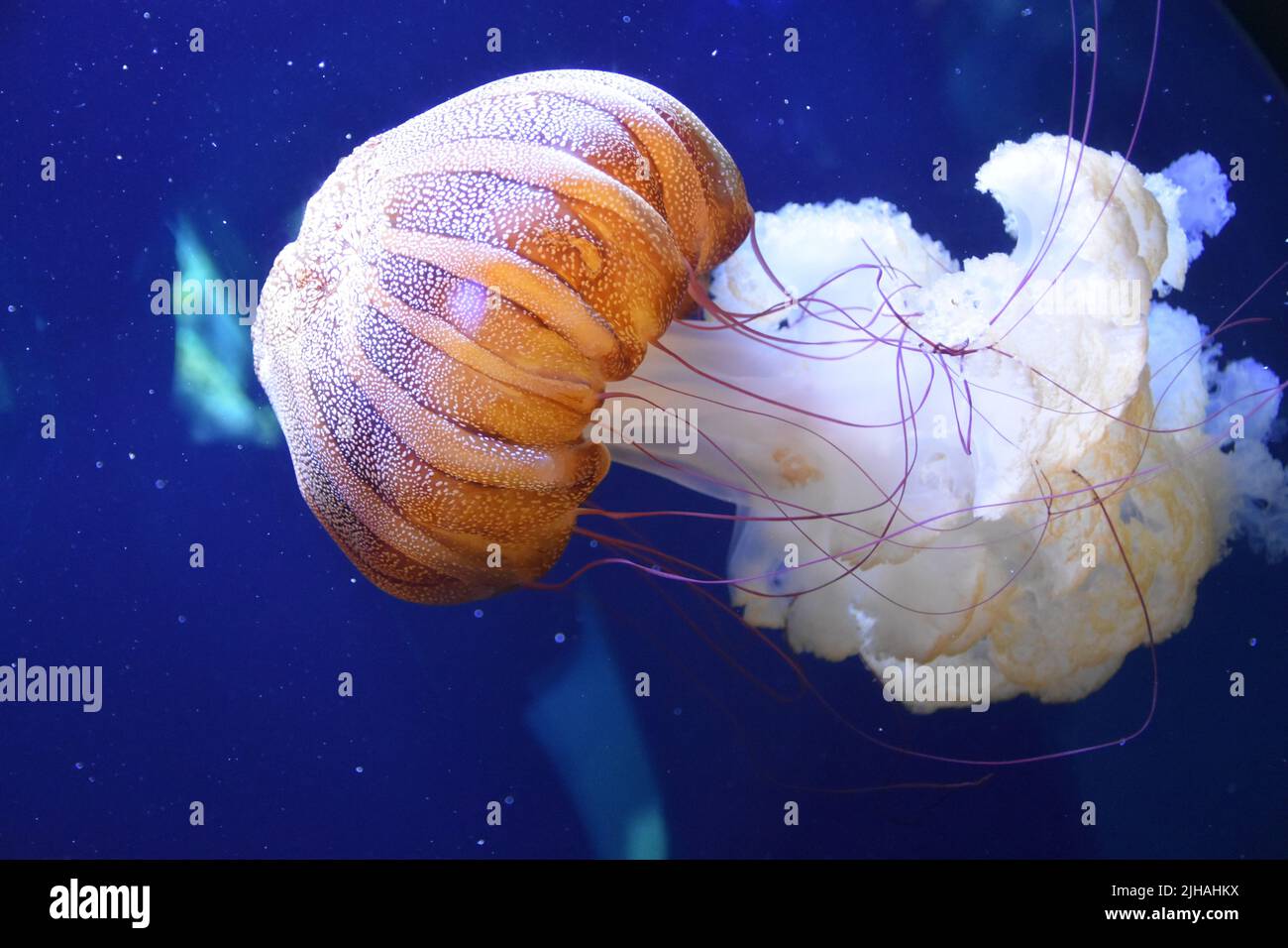 Stunning full body jellyfish in an aquarium Stock Photo - Alamy