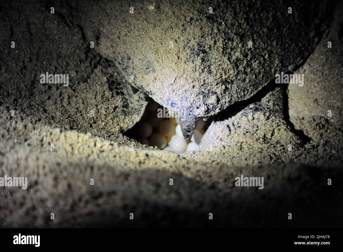 Turtles hatching on beach hi-res stock photography and images - Alamy