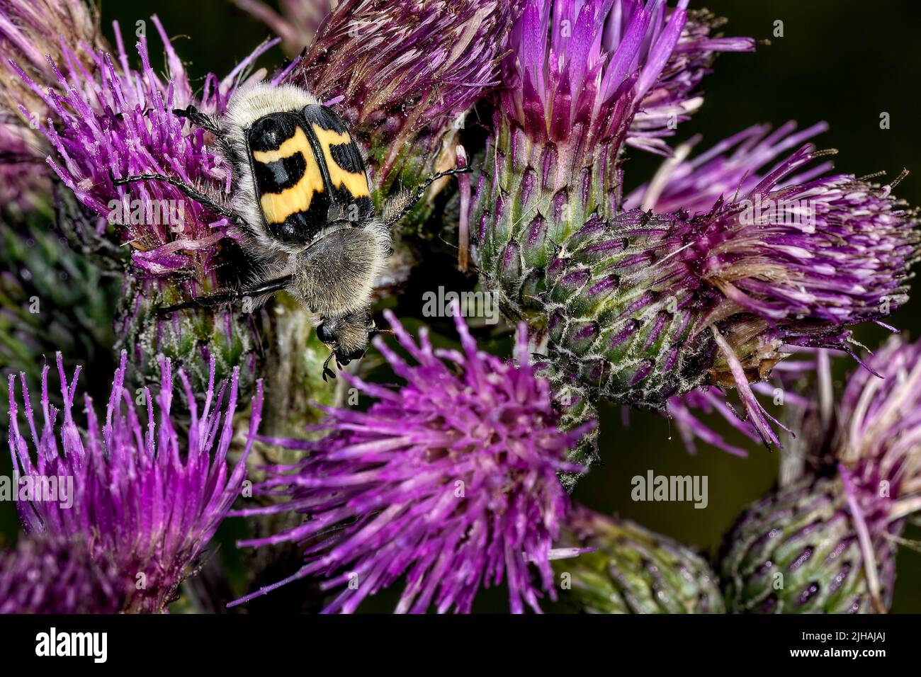 Trichius fasciatus. Enjoying the flowers and their offerings Stock ...