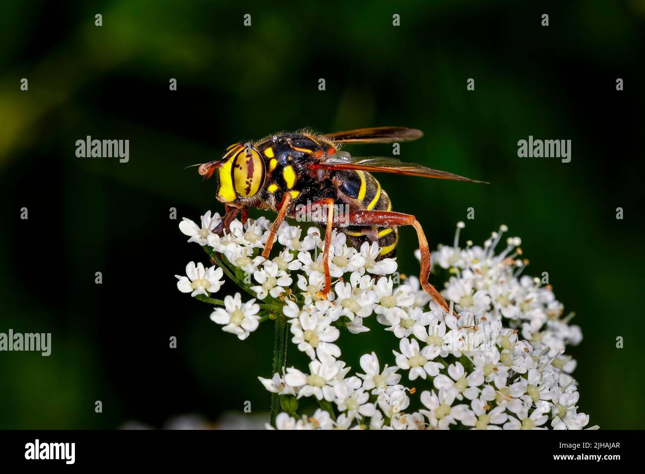 Spilomyia hi-res stock photography and images - Alamy