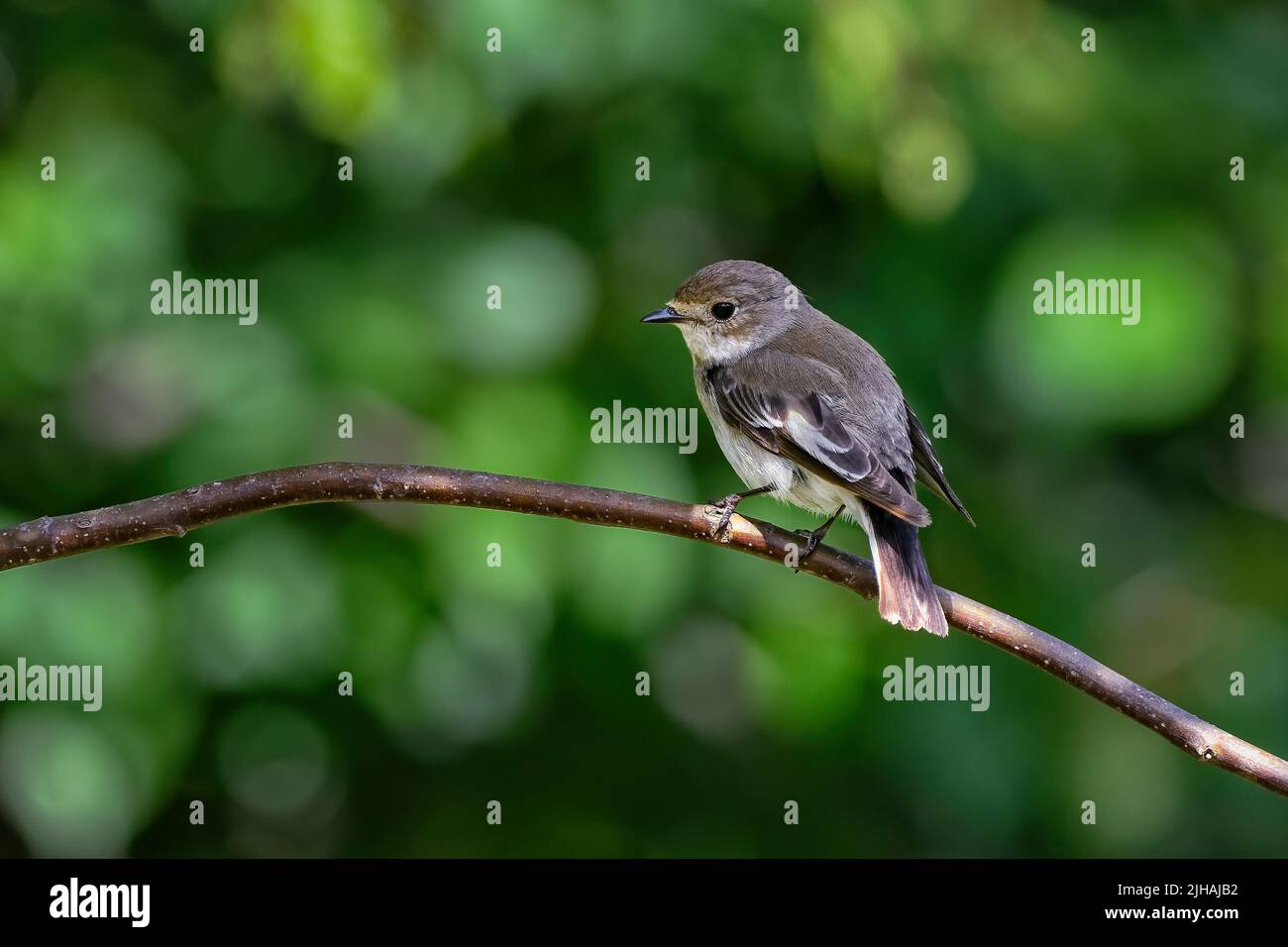 Pied flycatcher hi-res stock photography and images - Alamy