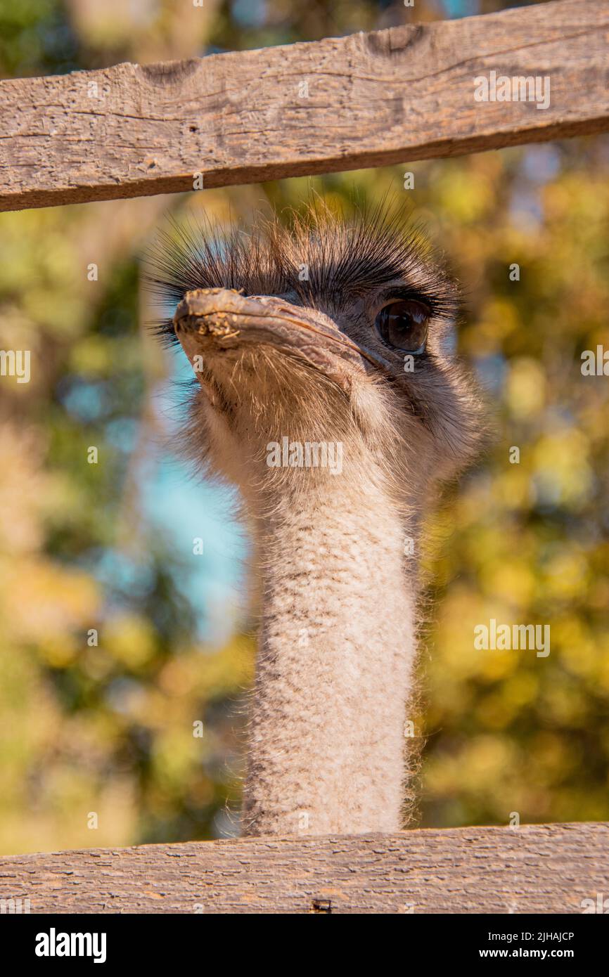 A vertical closeup of a common ostrich's head (Struthio camelus) behind ...
