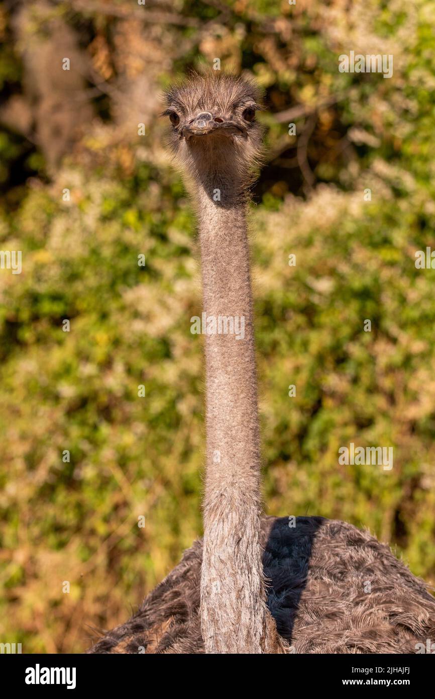 A vertical closeup of a common ostrich's head (Struthio camelus ...