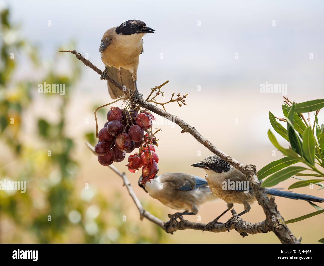 Iberian magpie (Cyanopica cooki). Birds eating grapes Stock Photo - Alamy