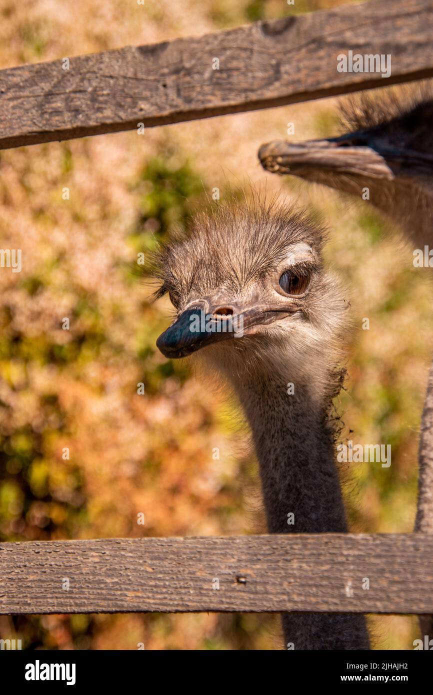 A vertical closeup of a common ostrich's head (Struthio camelus ...