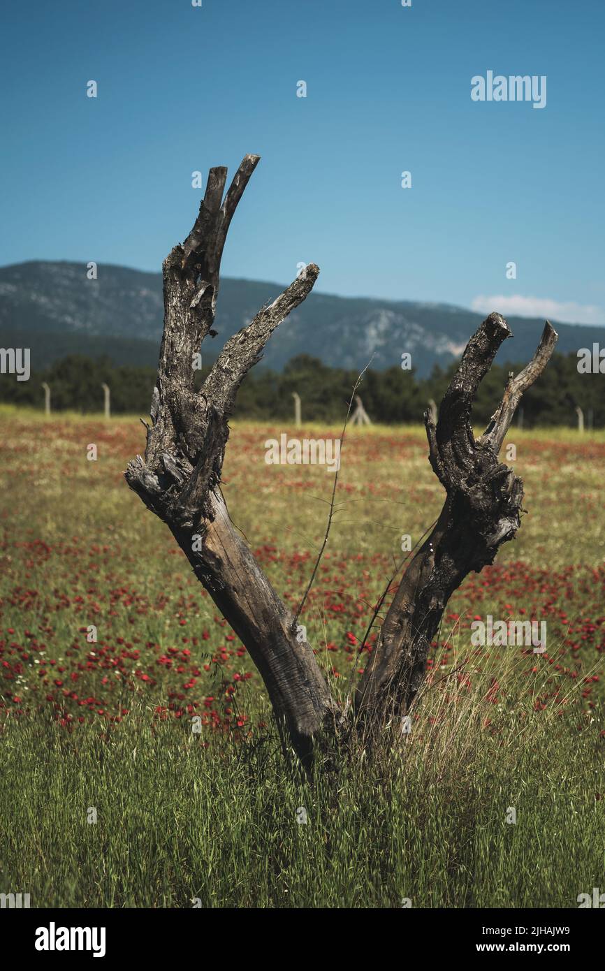 Close up shot of a dry tree in a poppy field Stock Photo - Alamy