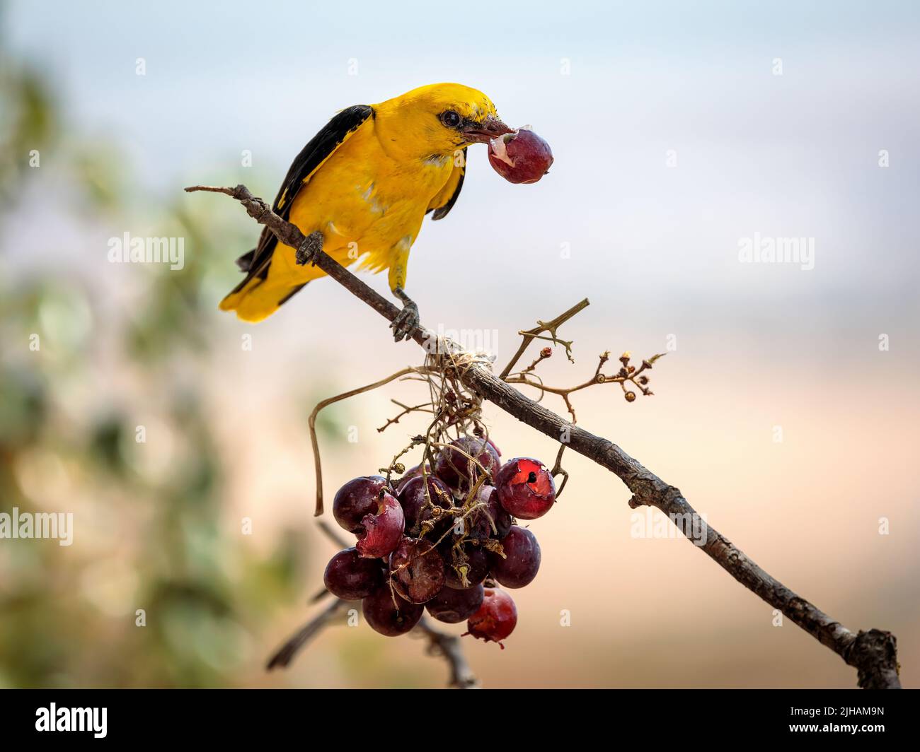 Bird eating grapes hi-res stock photography and images - Alamy