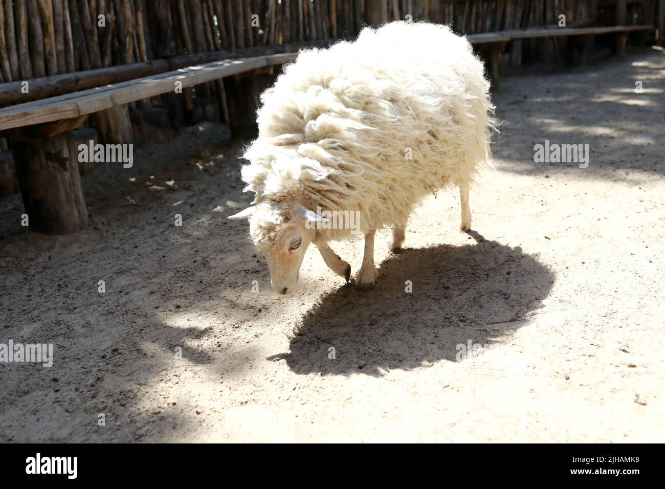 View of white sheep on sand at farm Stock Photo - Alamy