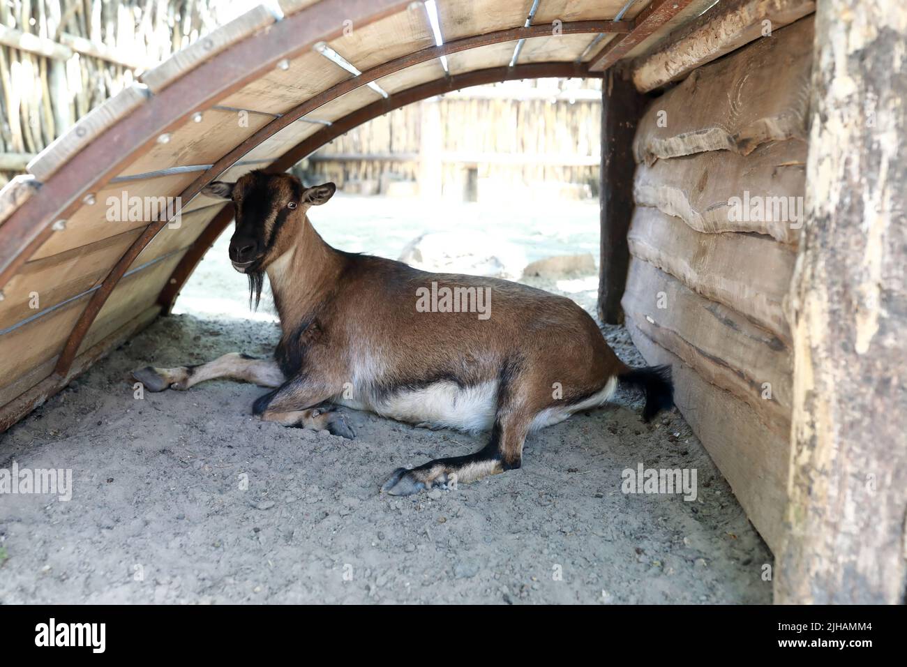 Goat hides from sun under canopy in petting zoo Stock Photo - Alamy