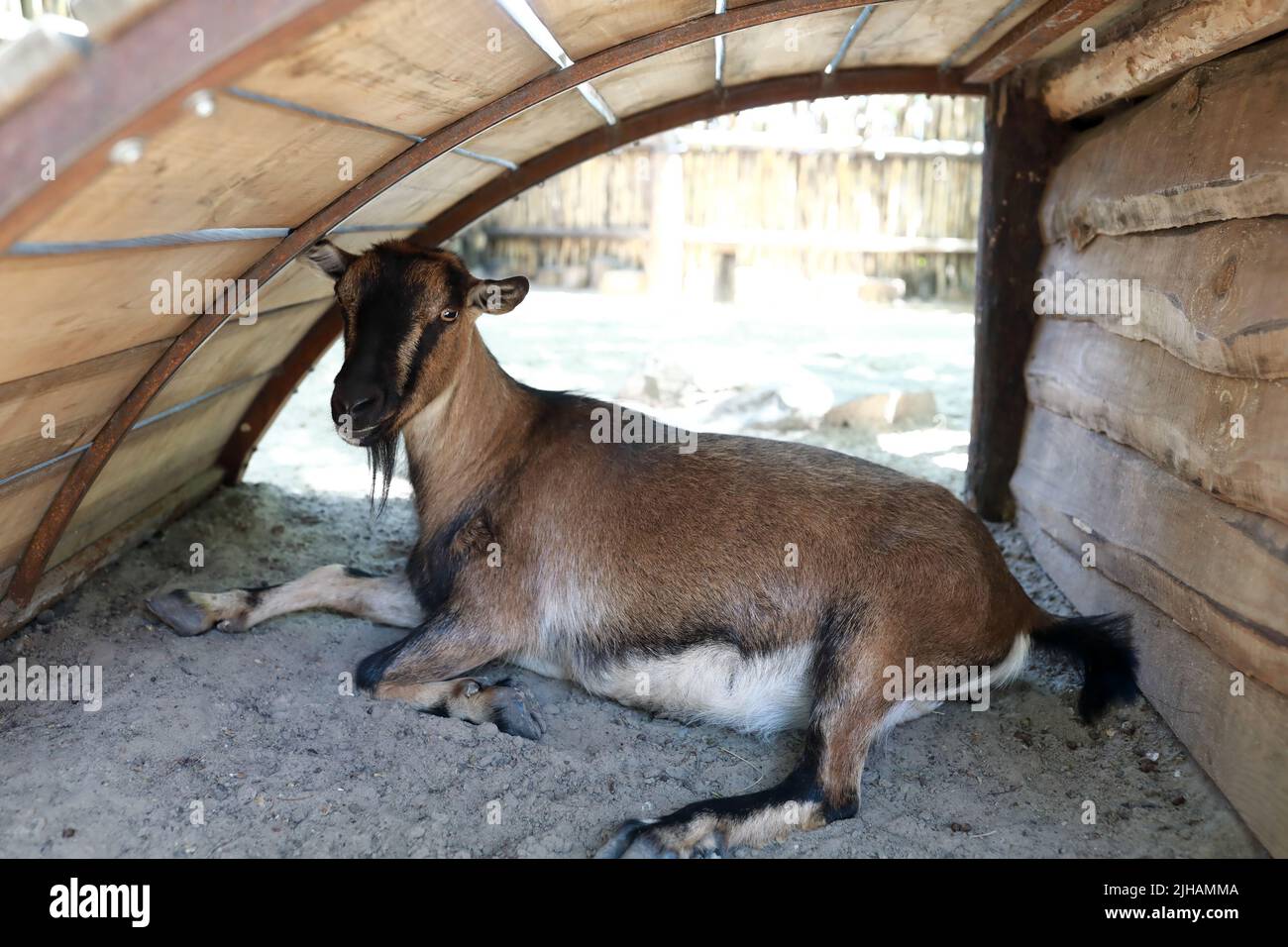 Goat hides from sun under wooden canopy in petting zoo Stock Photo - Alamy