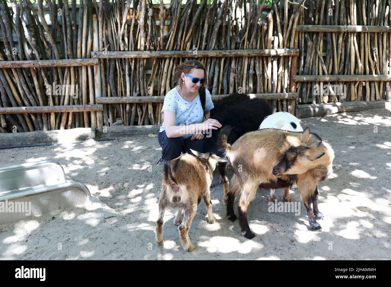 Portrait of woman petting goats in zoo Stock Photo - Alamy