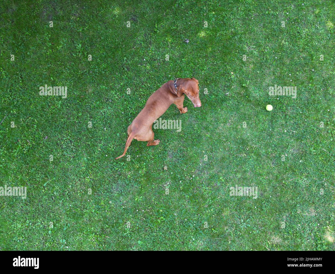 An aerial top view of a brown dog playing on a field Stock Photo - Alamy