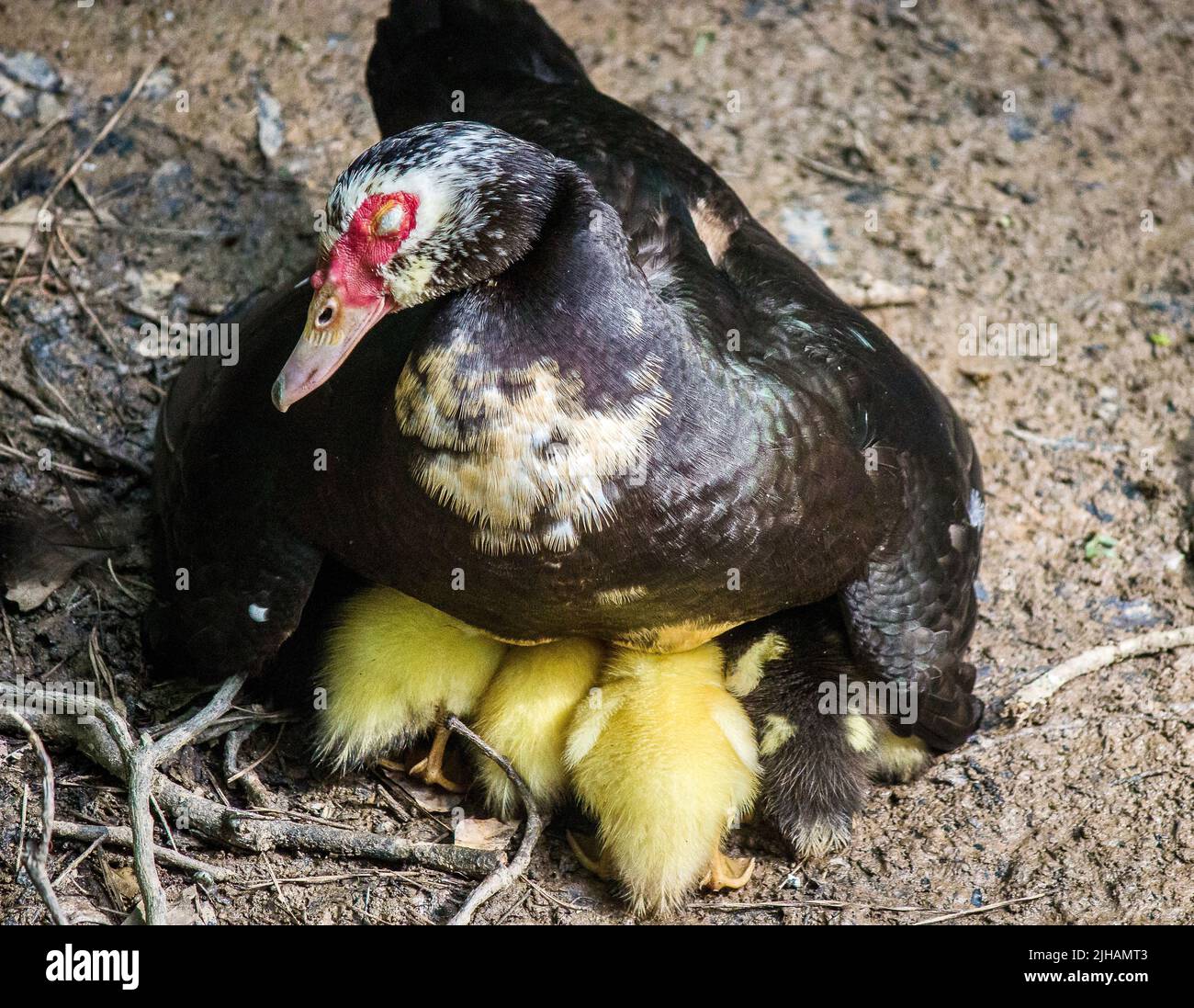 Black and white duck hi-res stock photography and images - Alamy