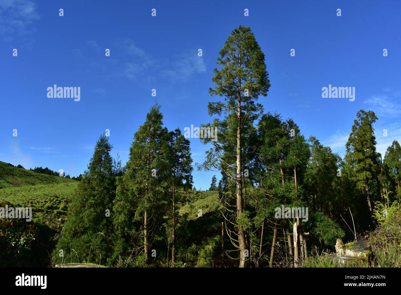 Tall evergreen trees on teh volcanic island of Sao Miguel in the Azores Stock Photo - Alamy