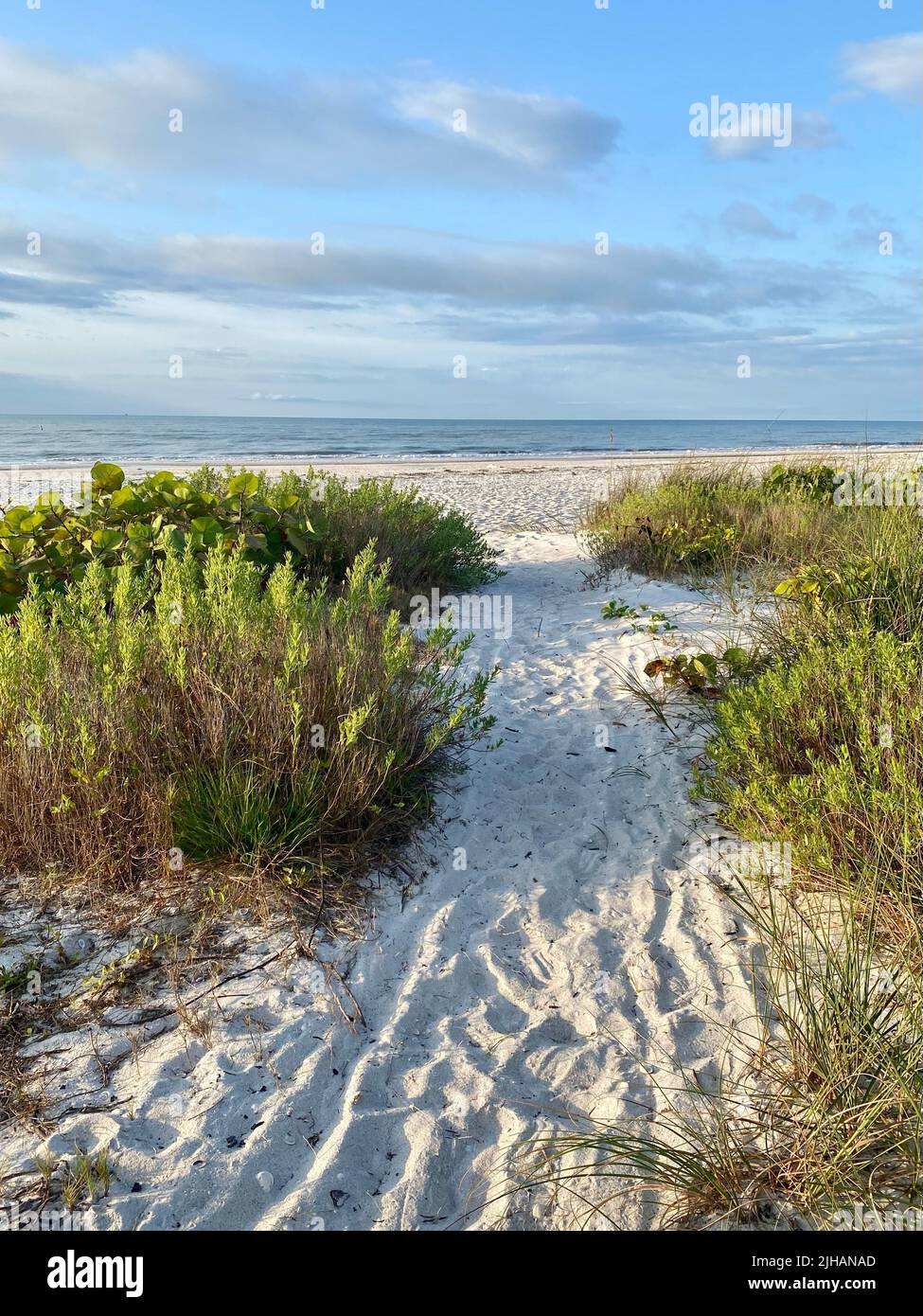 A vertical shot of a walking sandy trail on a beach with reeds Stock ...