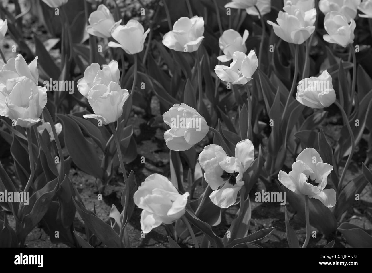 Beautiful tulips growing in the garden on a sunny spring day in black ...