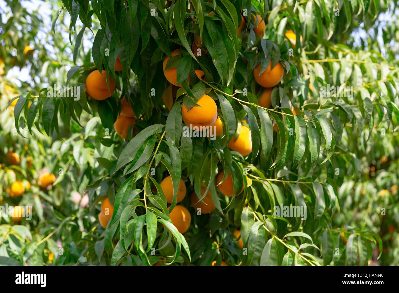 Peaches ripening on tree in hi-res stock photography and images - Alamy
