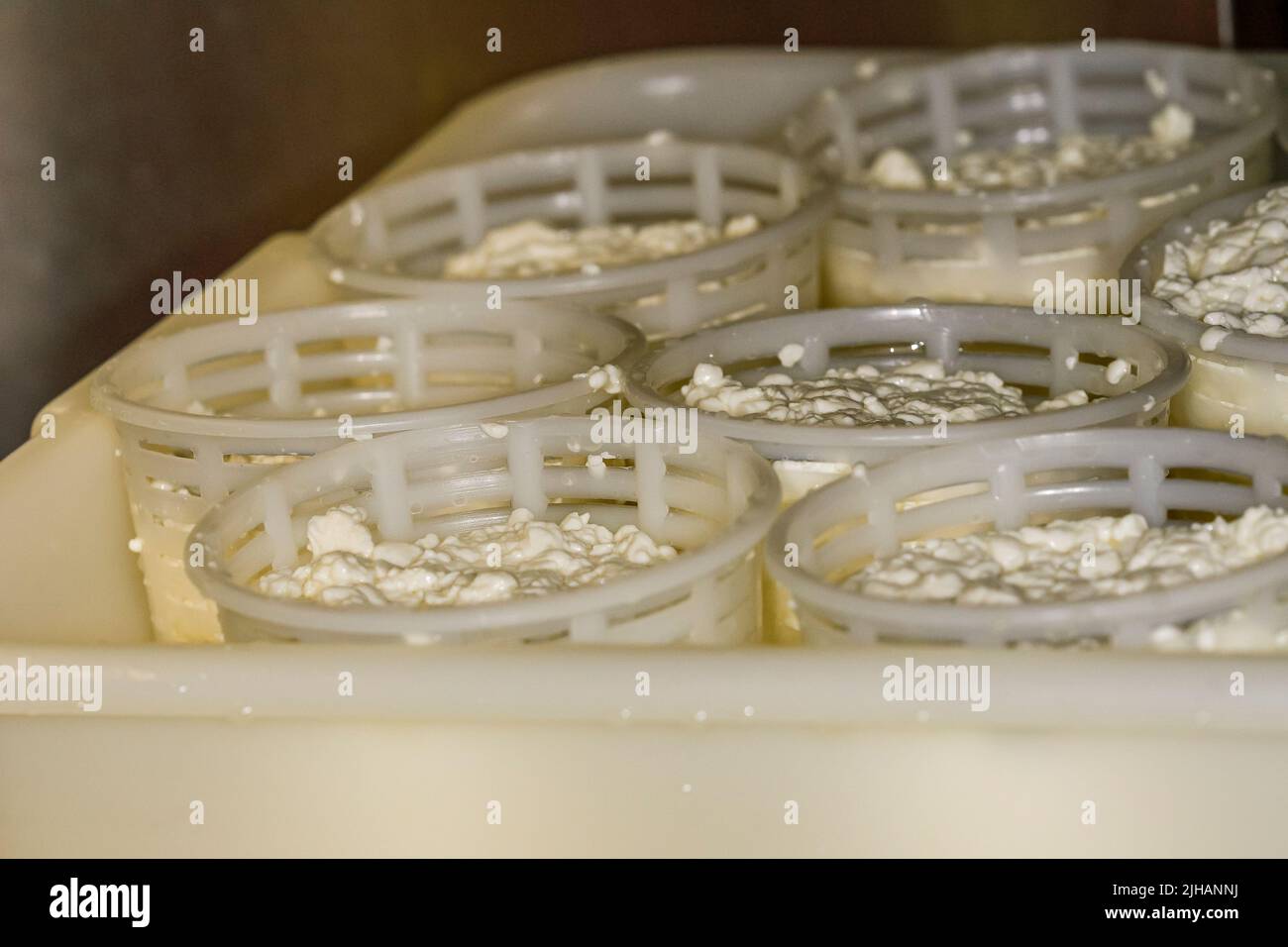Artisan production of fresh goat's milk cheese Stock Photo - Alamy
