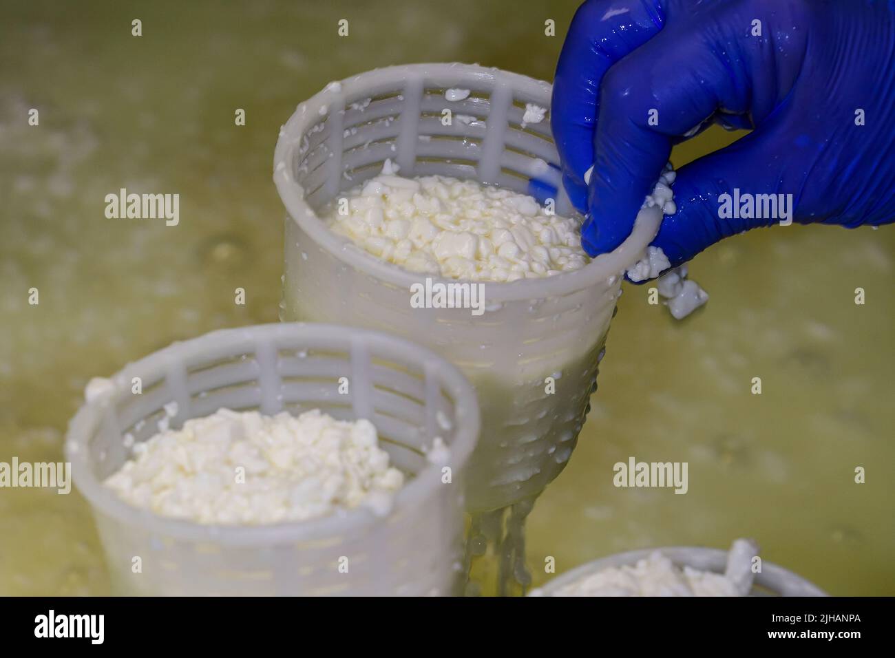 Artisan production of fresh goat's milk cheese Stock Photo - Alamy