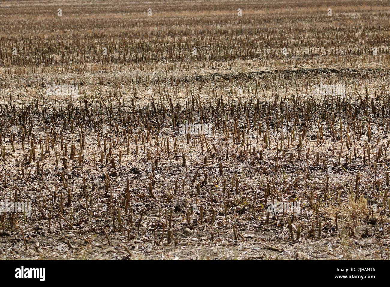 Full frame image of short cropped corn stubble after harvesting Stock ...