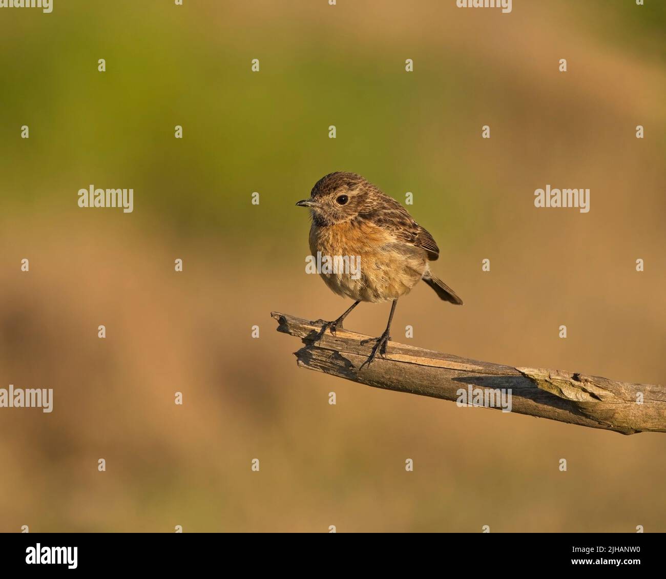 A close-up shot of a whinchat bird sitting on a tree branch in a blur ...
