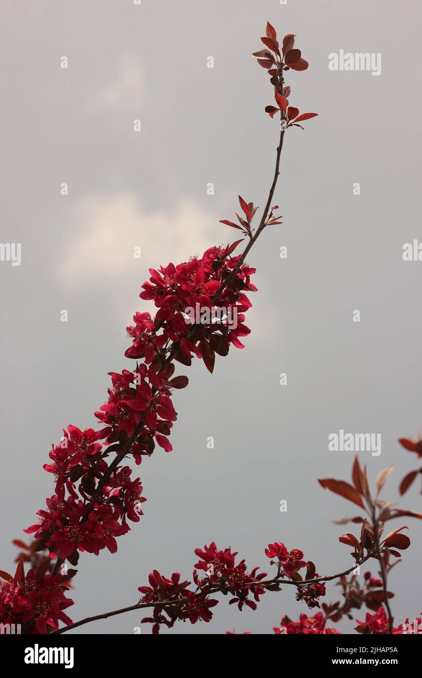 Beautiful fruit tree branch full of spring flowers Stock Photo - Alamy
