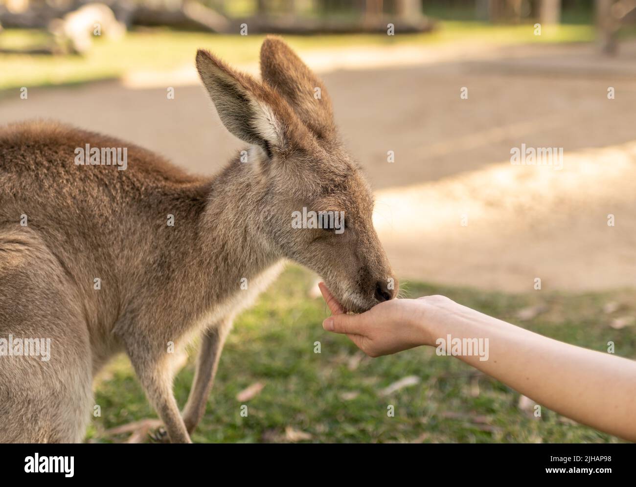 Kangaroo Hands