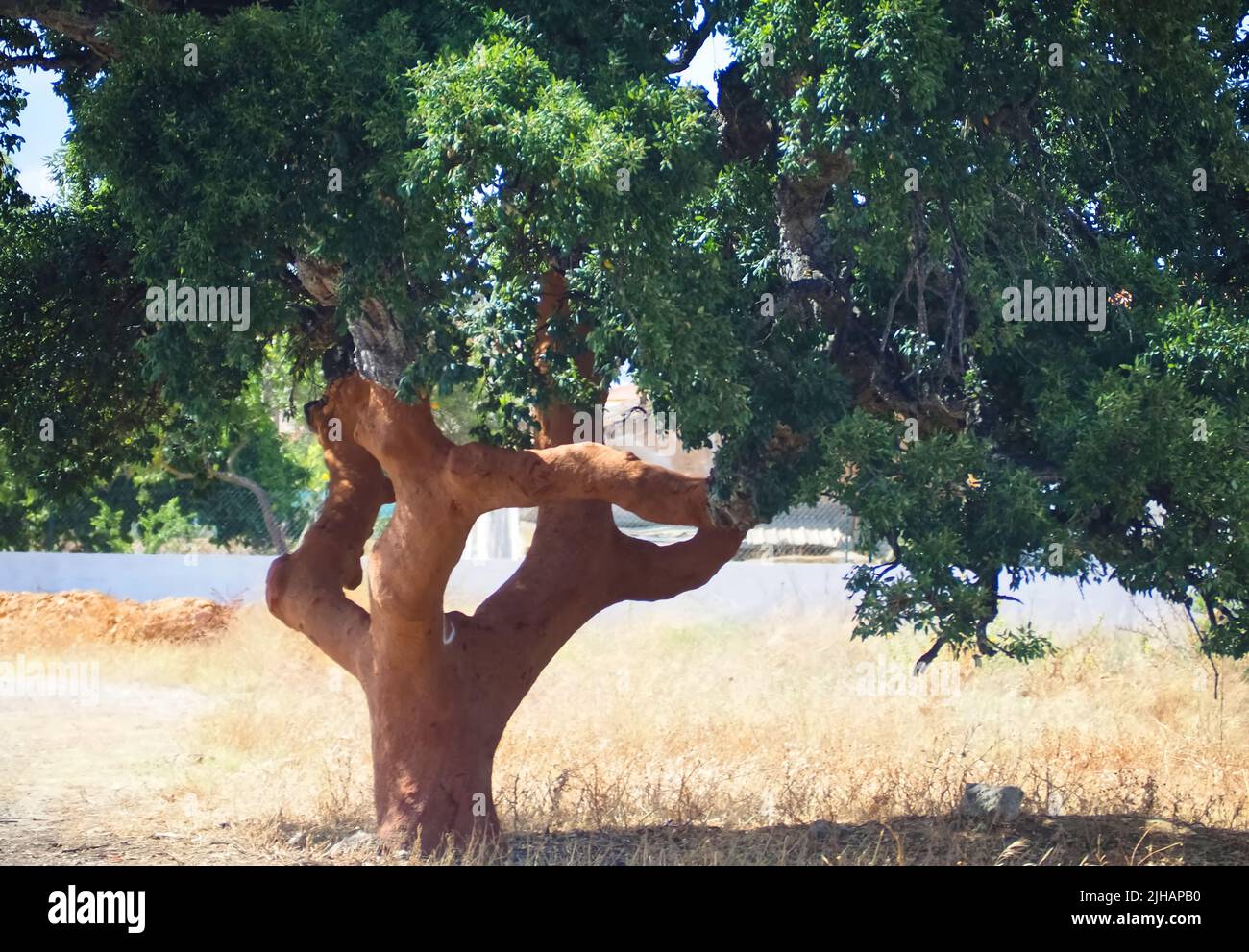 Famous cork oak tree in Portugal Stock Photo - Alamy