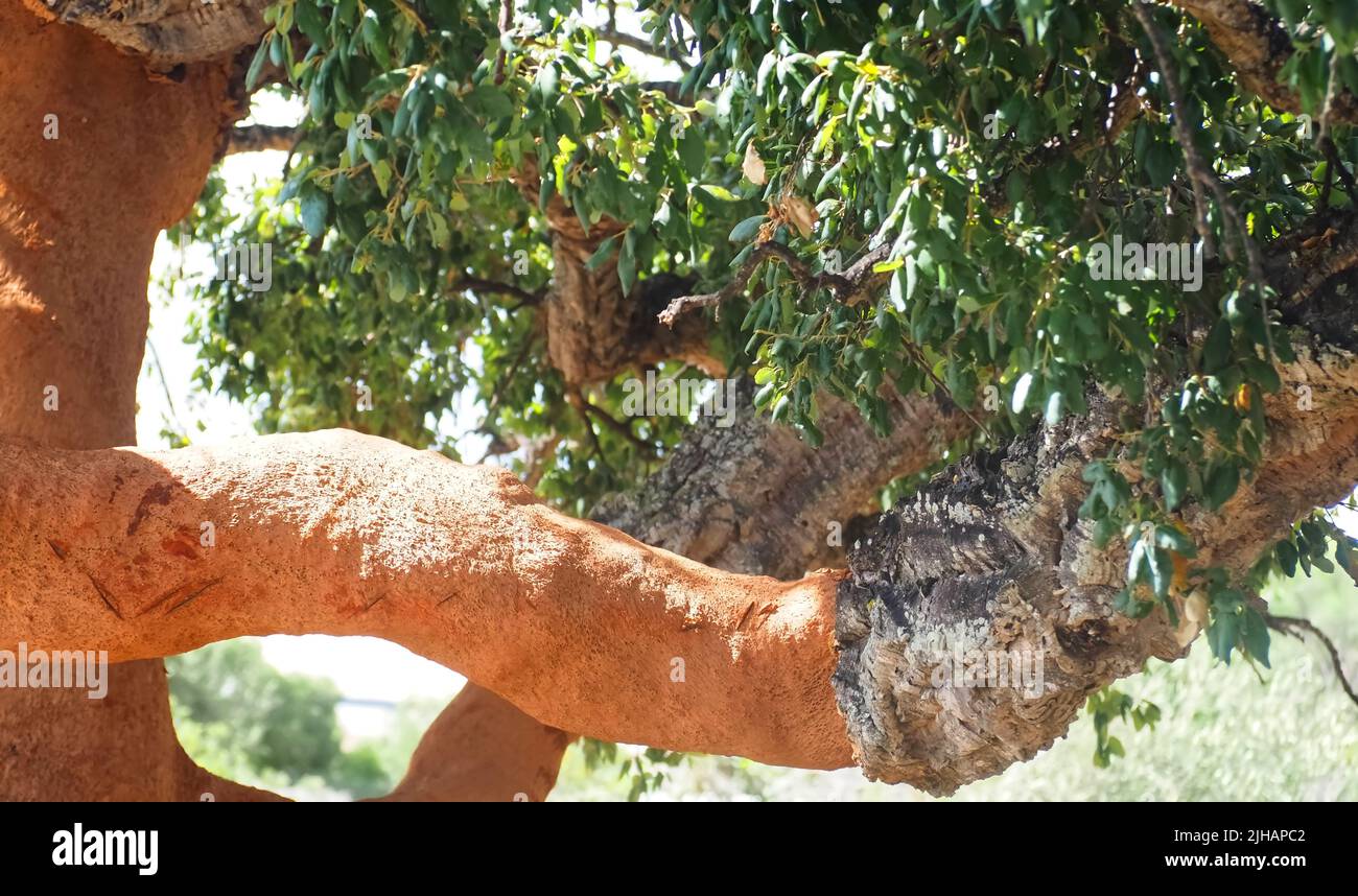 Famous cork oak tree in Portugal Stock Photo - Alamy