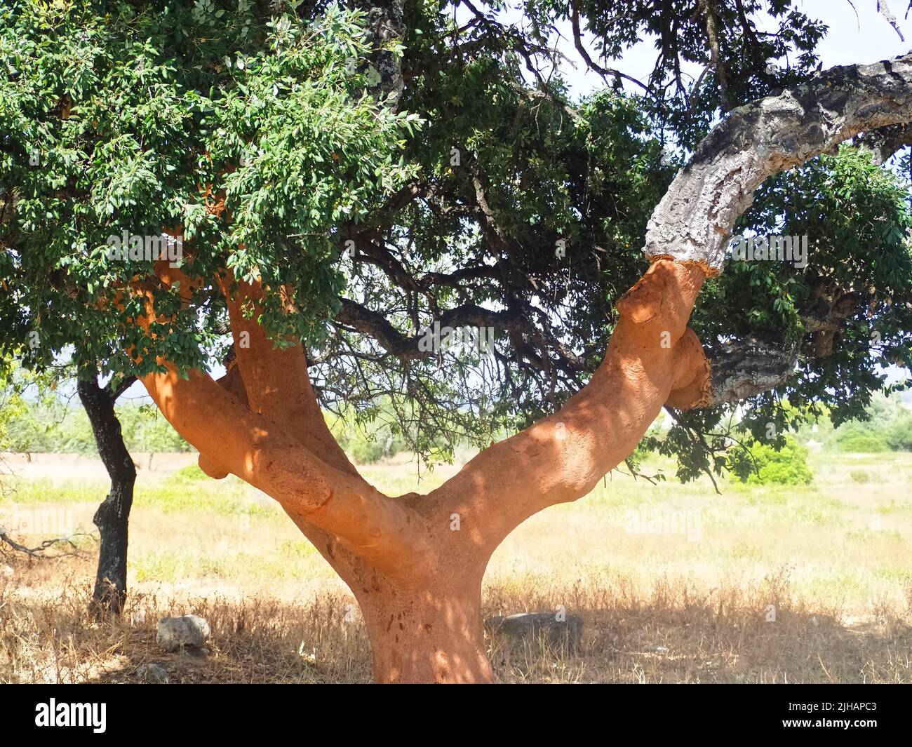 Famous cork oak tree in Portugal Stock Photo - Alamy