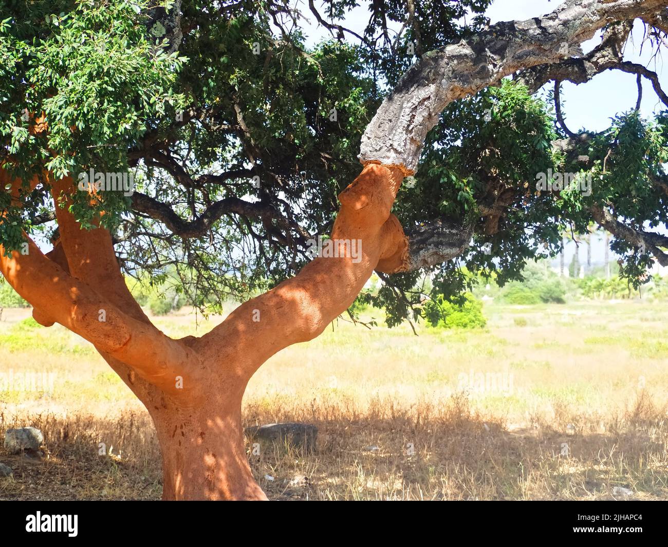 Famous cork oak tree in Portugal Stock Photo - Alamy