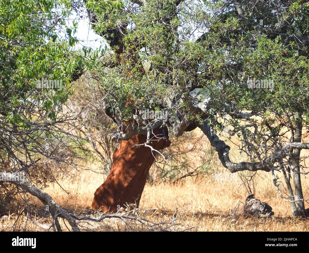 Famous cork oak tree in Portugal Stock Photo - Alamy