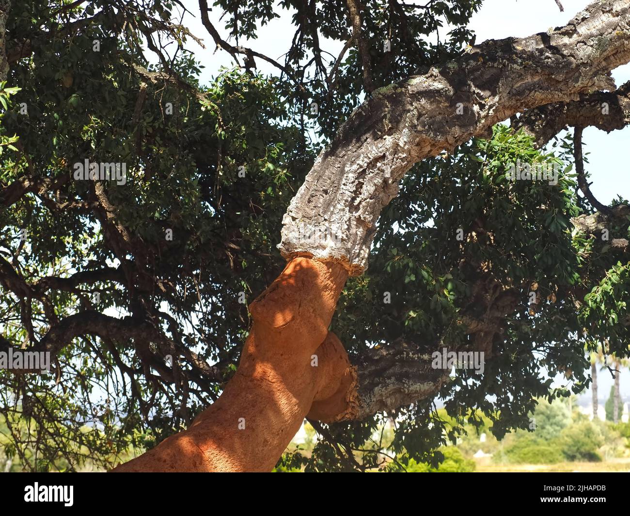 Famous cork oak tree in Portugal Stock Photo - Alamy