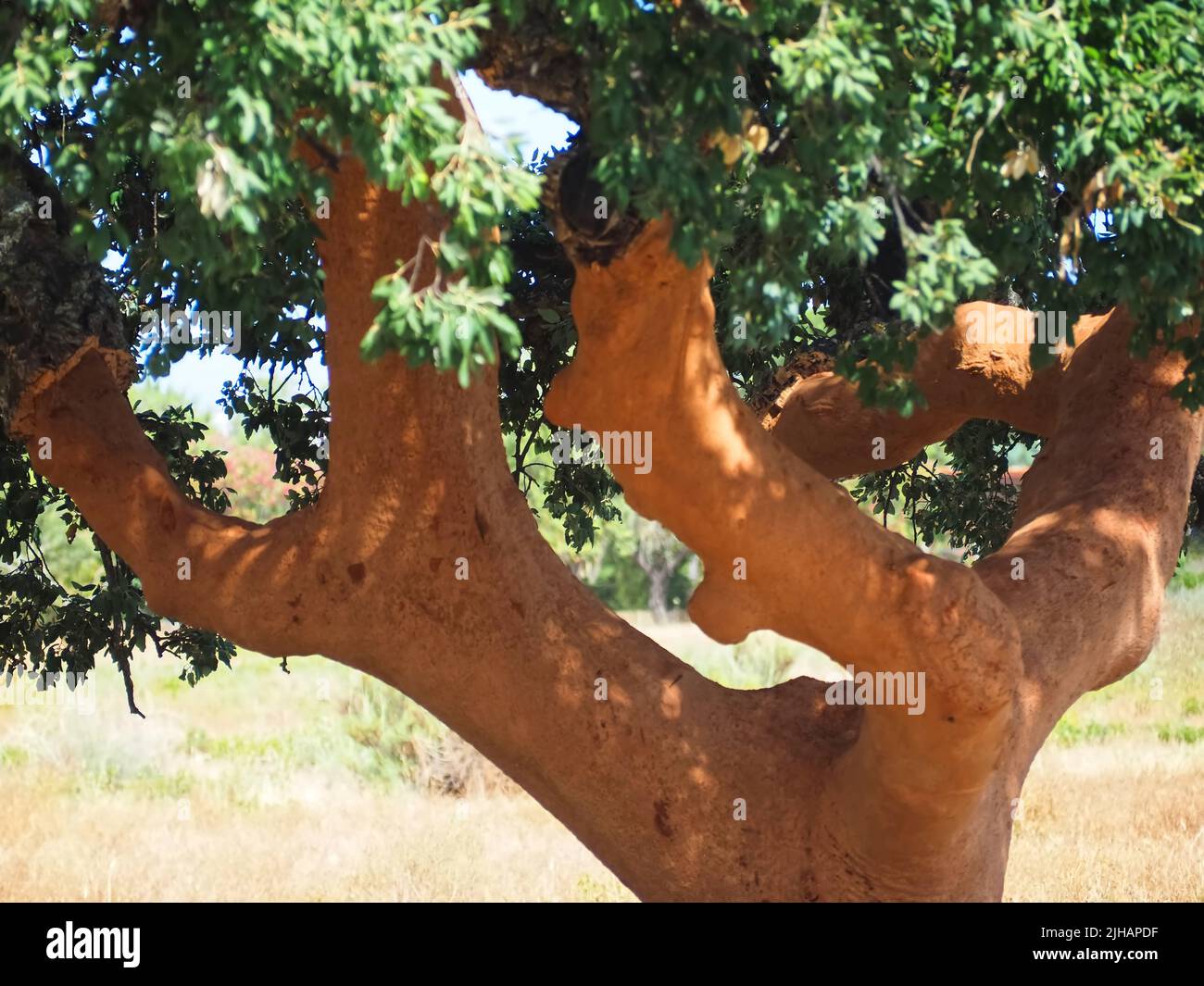 Famous cork oak tree in Portugal Stock Photo - Alamy