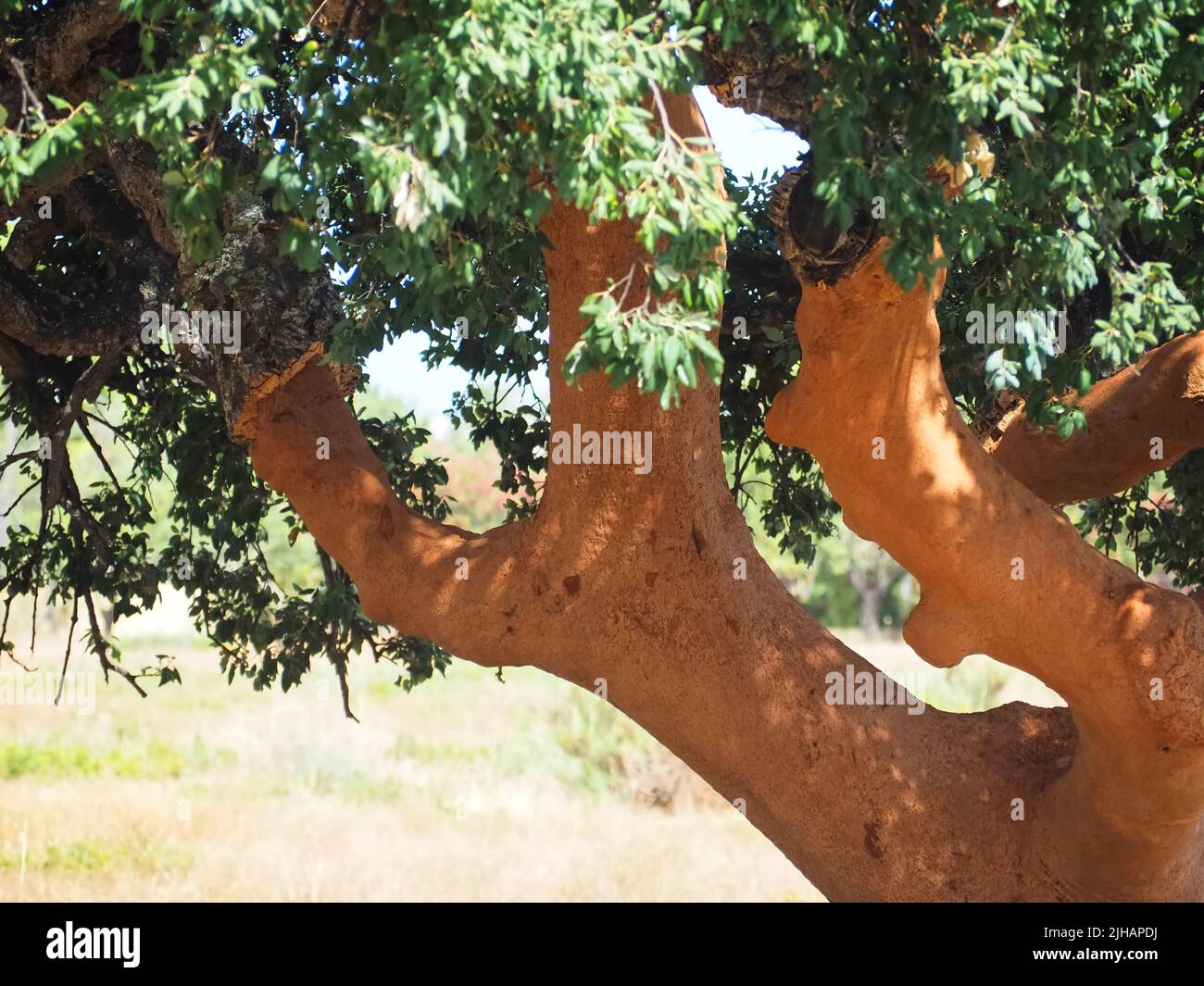 Famous cork oak tree in Portugal Stock Photo - Alamy