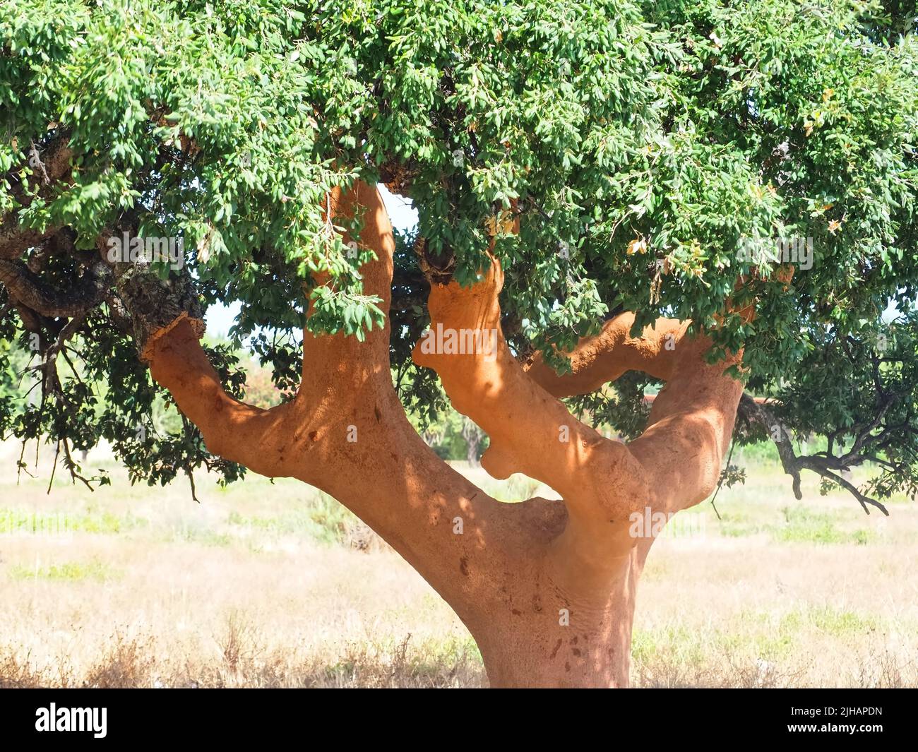 Famous cork oak tree in Portugal Stock Photo - Alamy