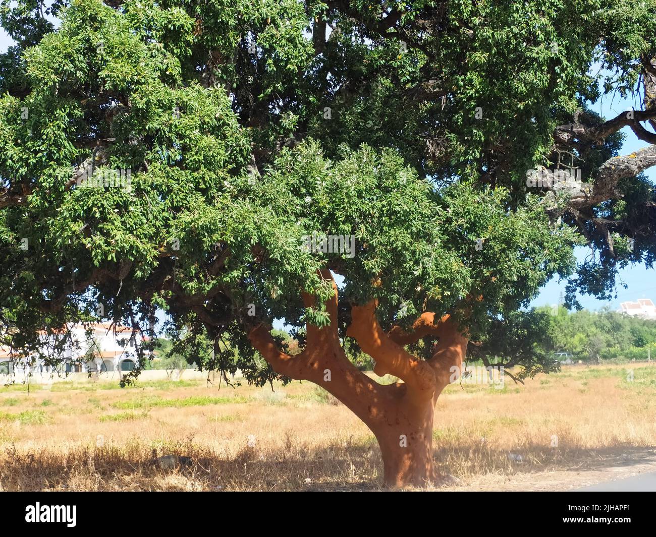 Famous cork oak tree in Portugal Stock Photo - Alamy