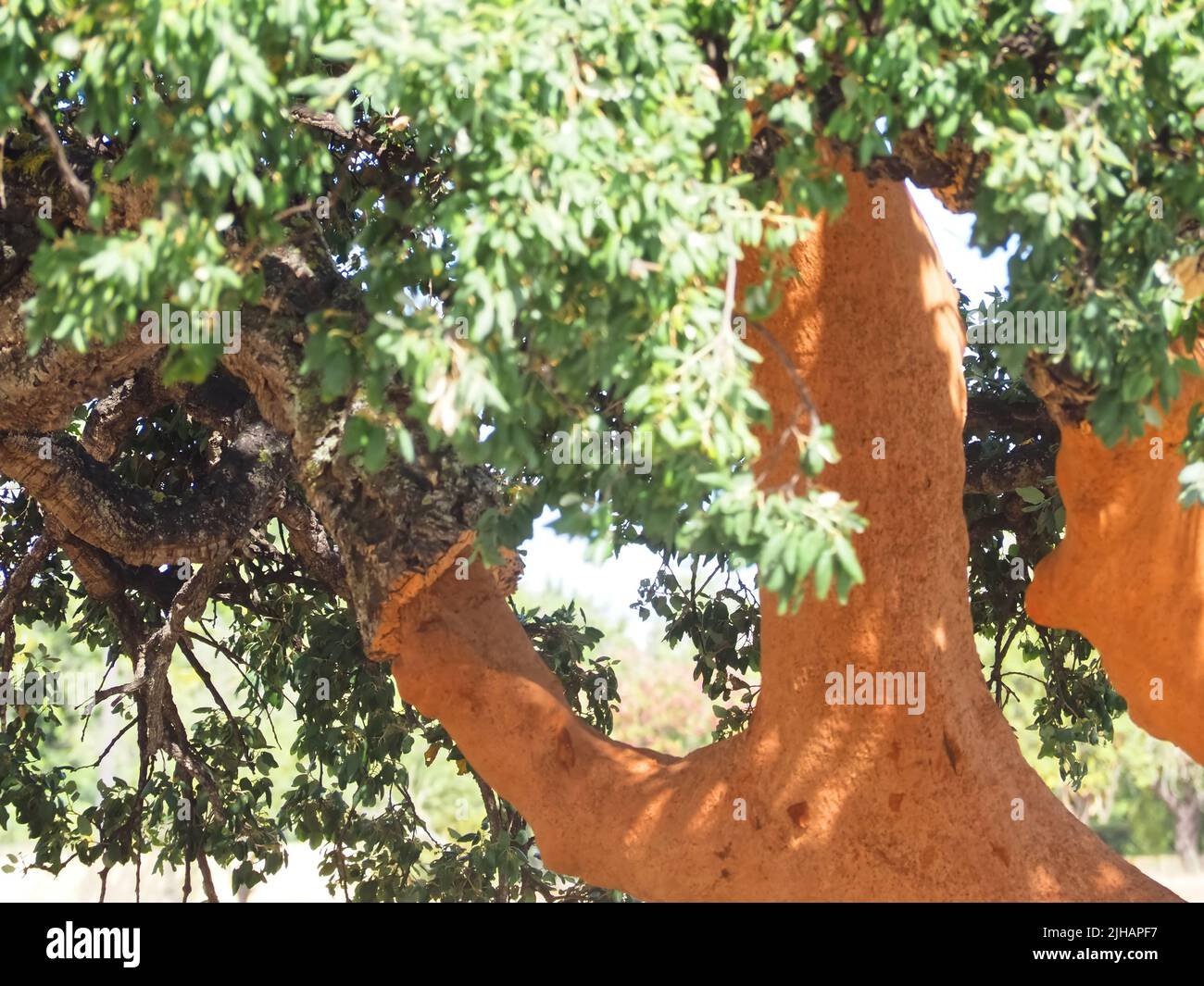 Famous cork oak tree in Portugal Stock Photo - Alamy