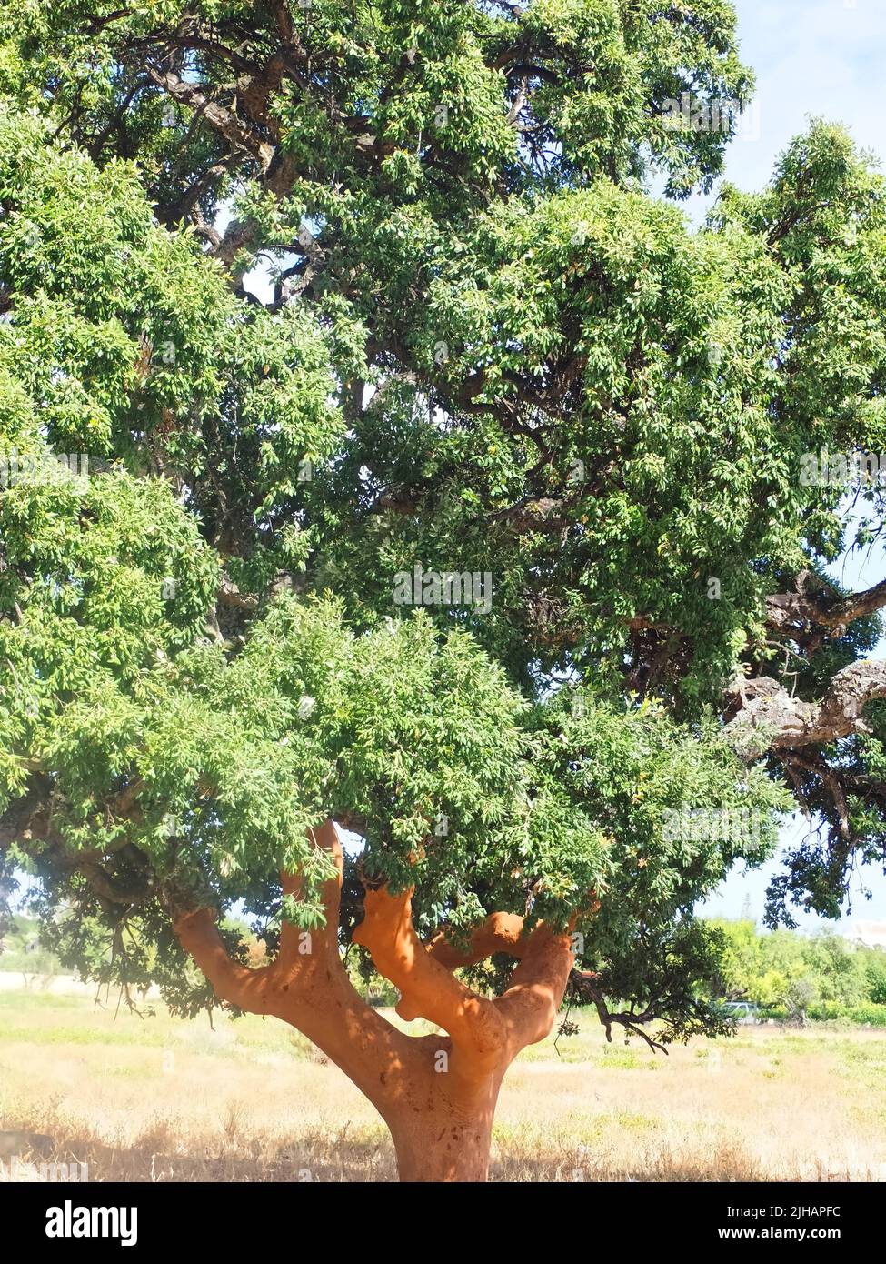 Famous cork oak tree in Portugal Stock Photo - Alamy