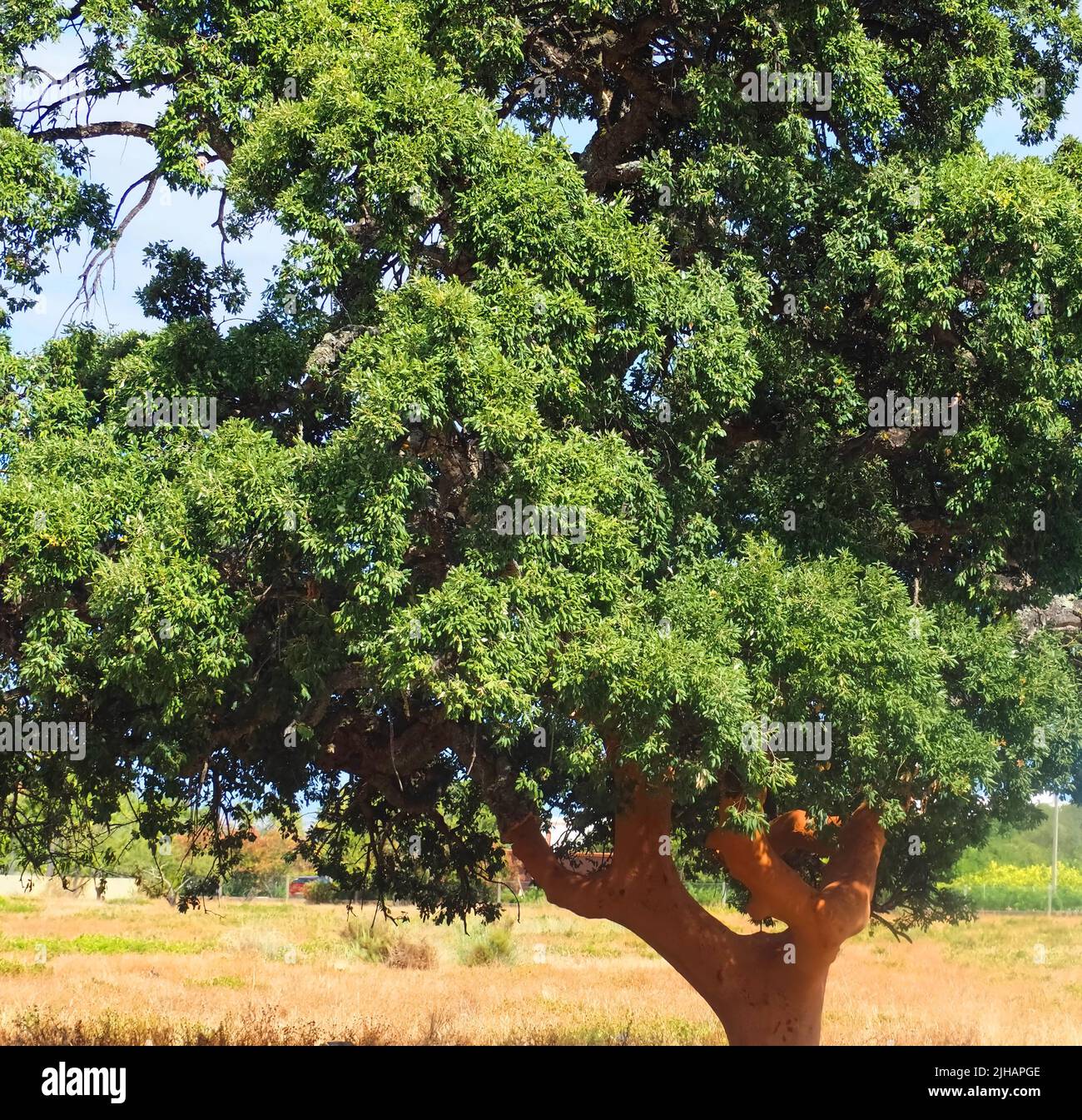 Famous cork oak tree in Portugal Stock Photo - Alamy