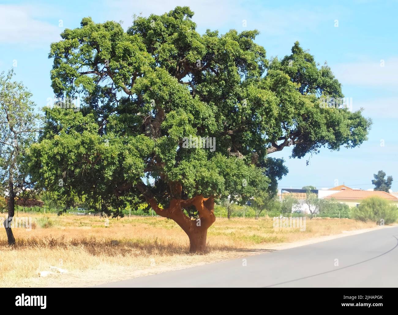 Famous cork oak tree in Portugal Stock Photo - Alamy