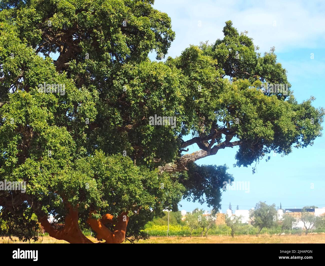 Famous cork oak tree in Portugal Stock Photo - Alamy