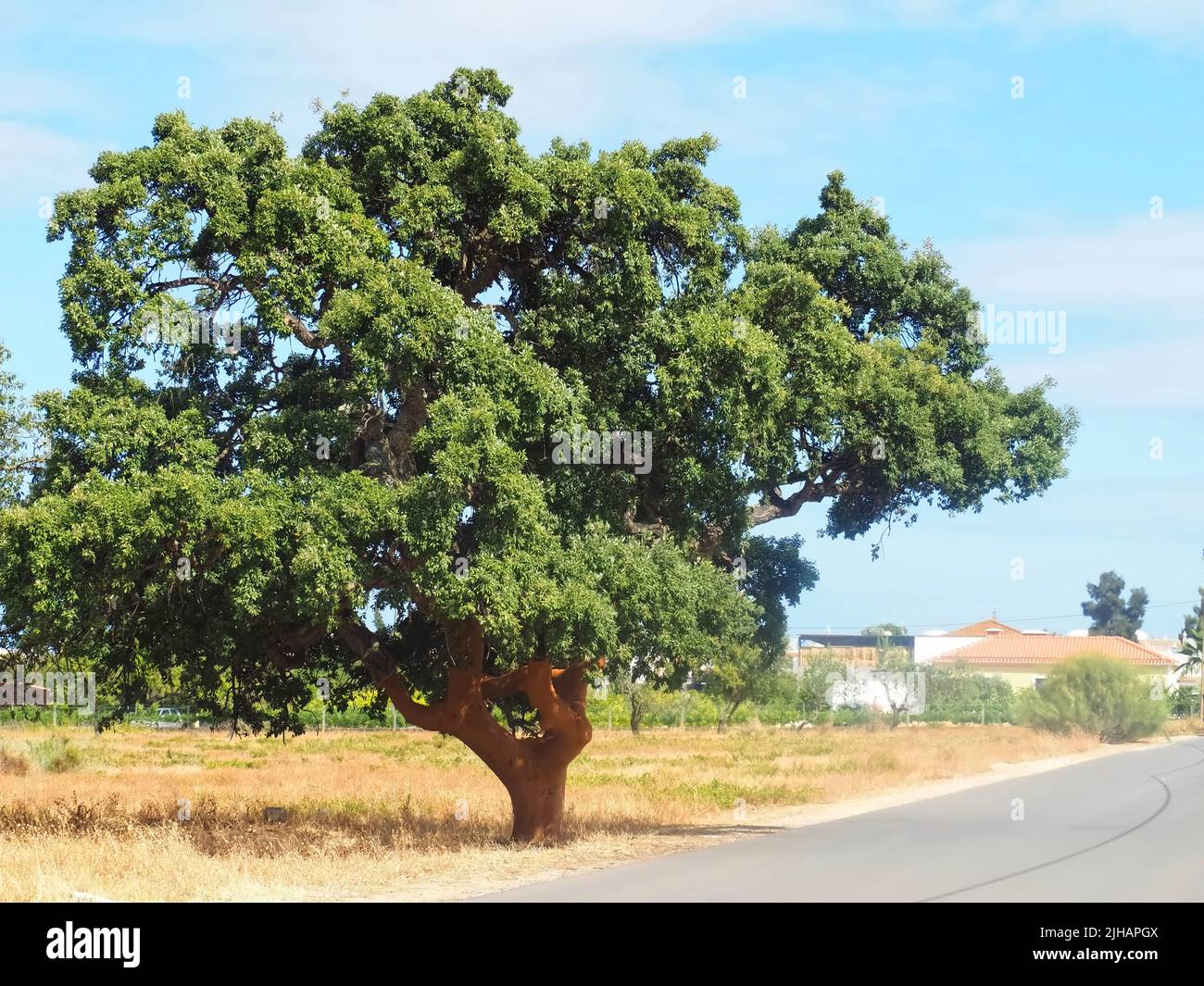 Famous cork oak tree in Portugal Stock Photo - Alamy