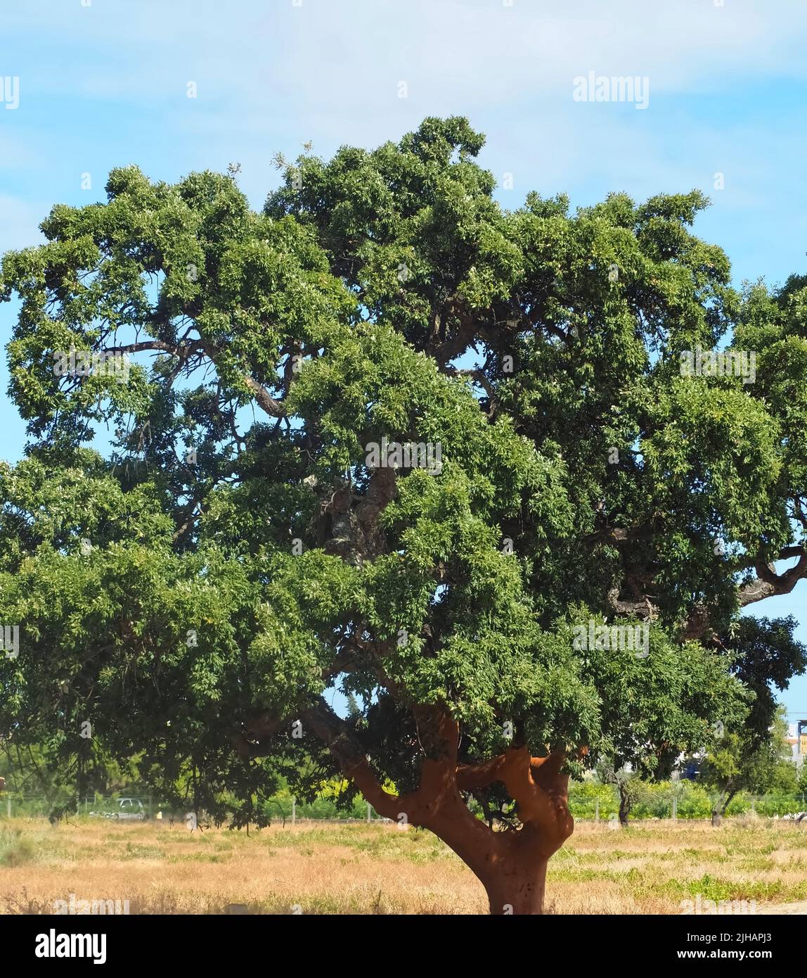 Famous cork oak tree in Portugal Stock Photo - Alamy
