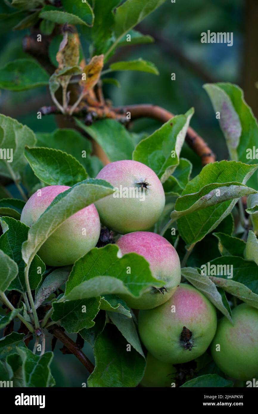 Closeup of apples ripening on an apple tree stem branch on orchard farm ...