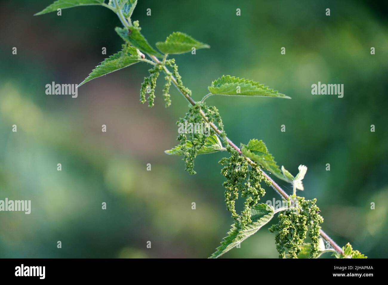 Stinging nettles. Nettle leaves. Greenery common nettle Stock Photo - Alamy