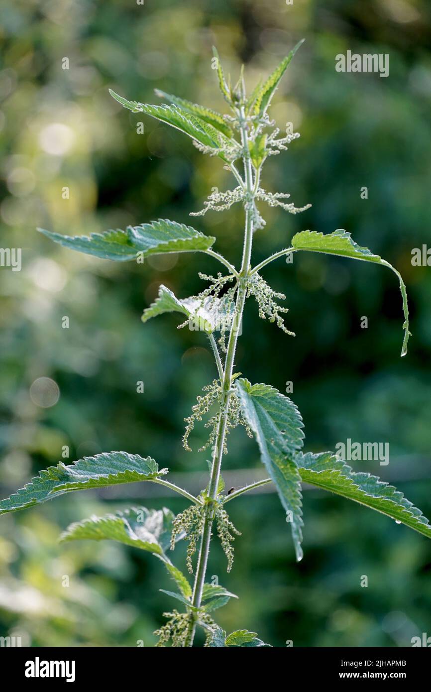 Stinging nettles. Nettle leaves. Greenery common nettle Stock Photo - Alamy