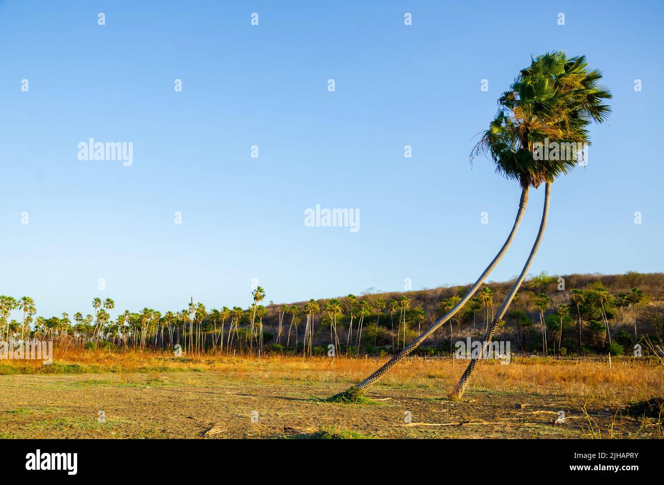 carnauba palm or copernicia prunifera or carnaubeira - a palm tree ...