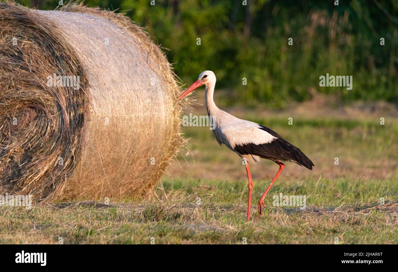 Stork in the meadow. Hay mowed and pressed into bales. Stork looking ...